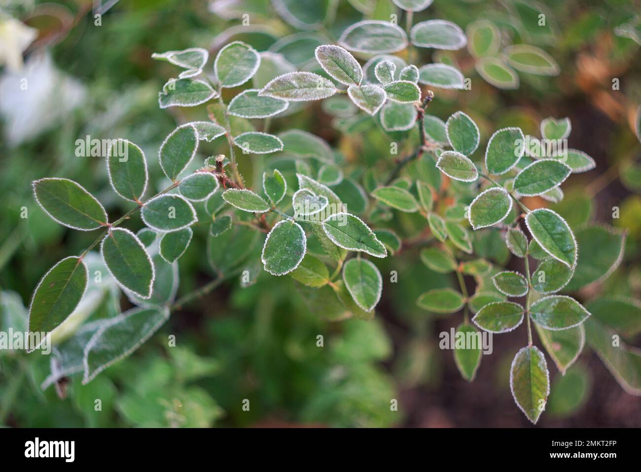 Miniature rose bush hi-res stock photography and images - Alamy