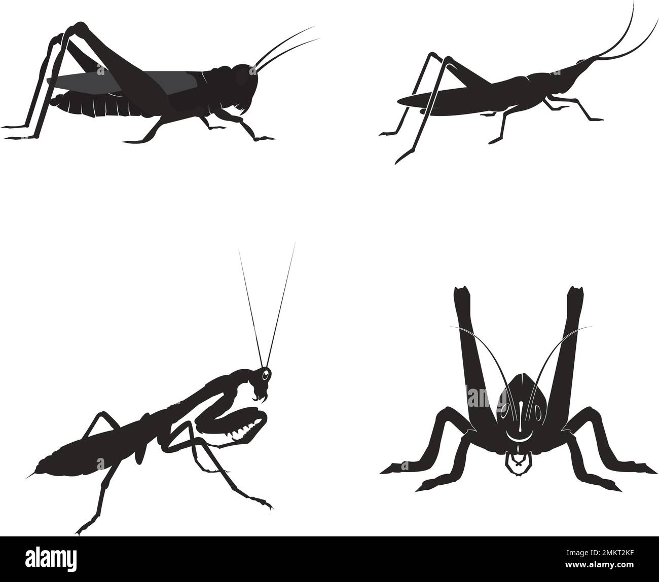 Grasshopper Template