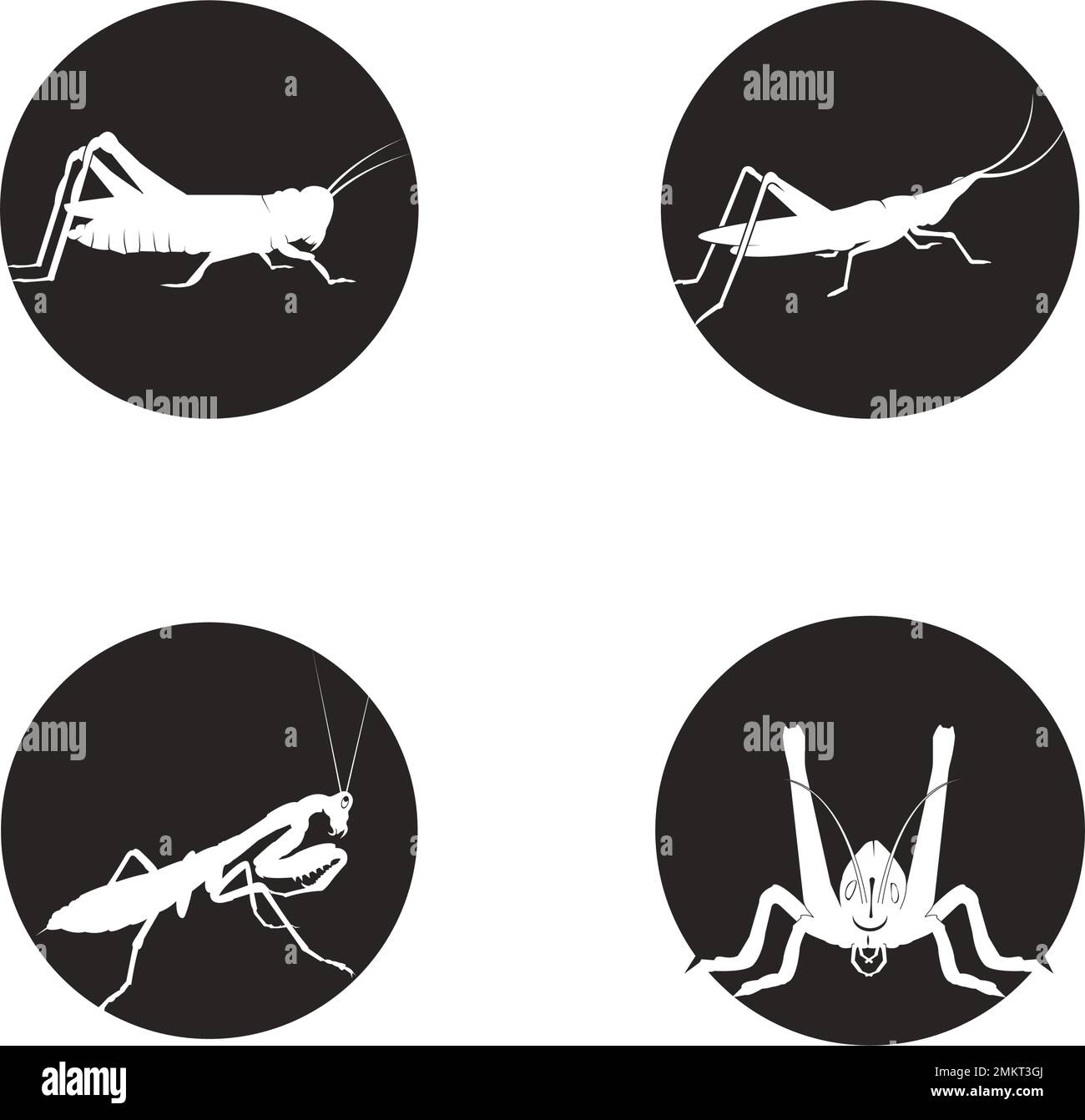 Field Grasshopper Stock Vector Images Alamy