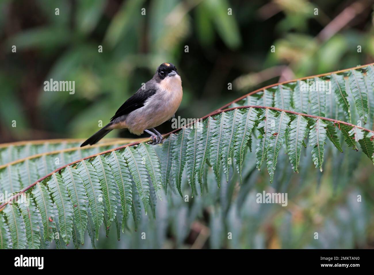 Black-goggled tanager, Trilha dos Tucanos, SP, Brazil, August 2022 ...