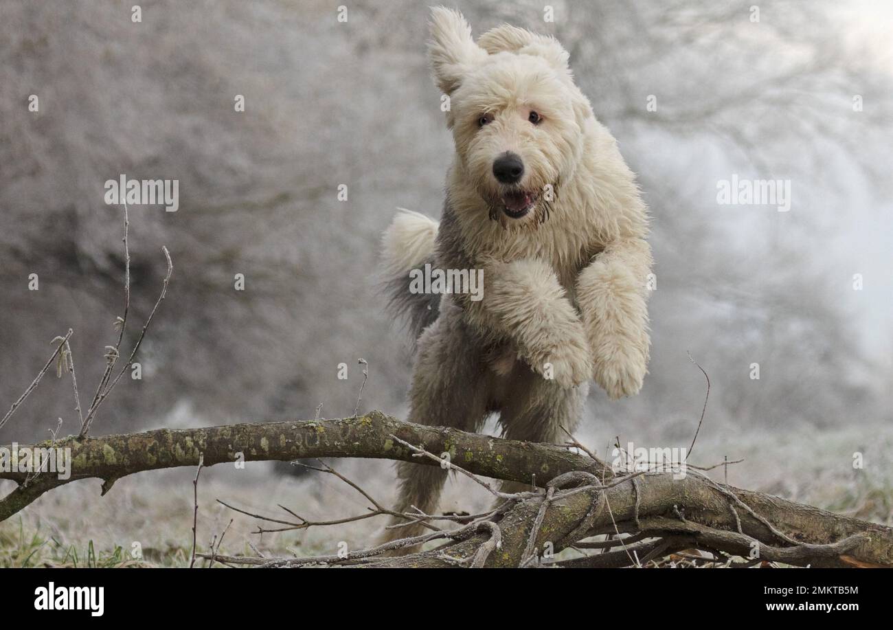 Old English Sheepdog Stock Photo - Alamy