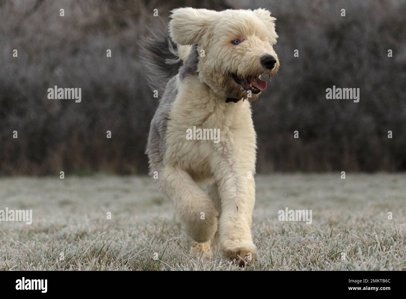 Sheepdog uk winter hi-res stock photography and images - Alamy