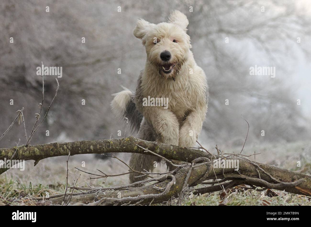 Sheepdog uk winter hi-res stock photography and images - Alamy
