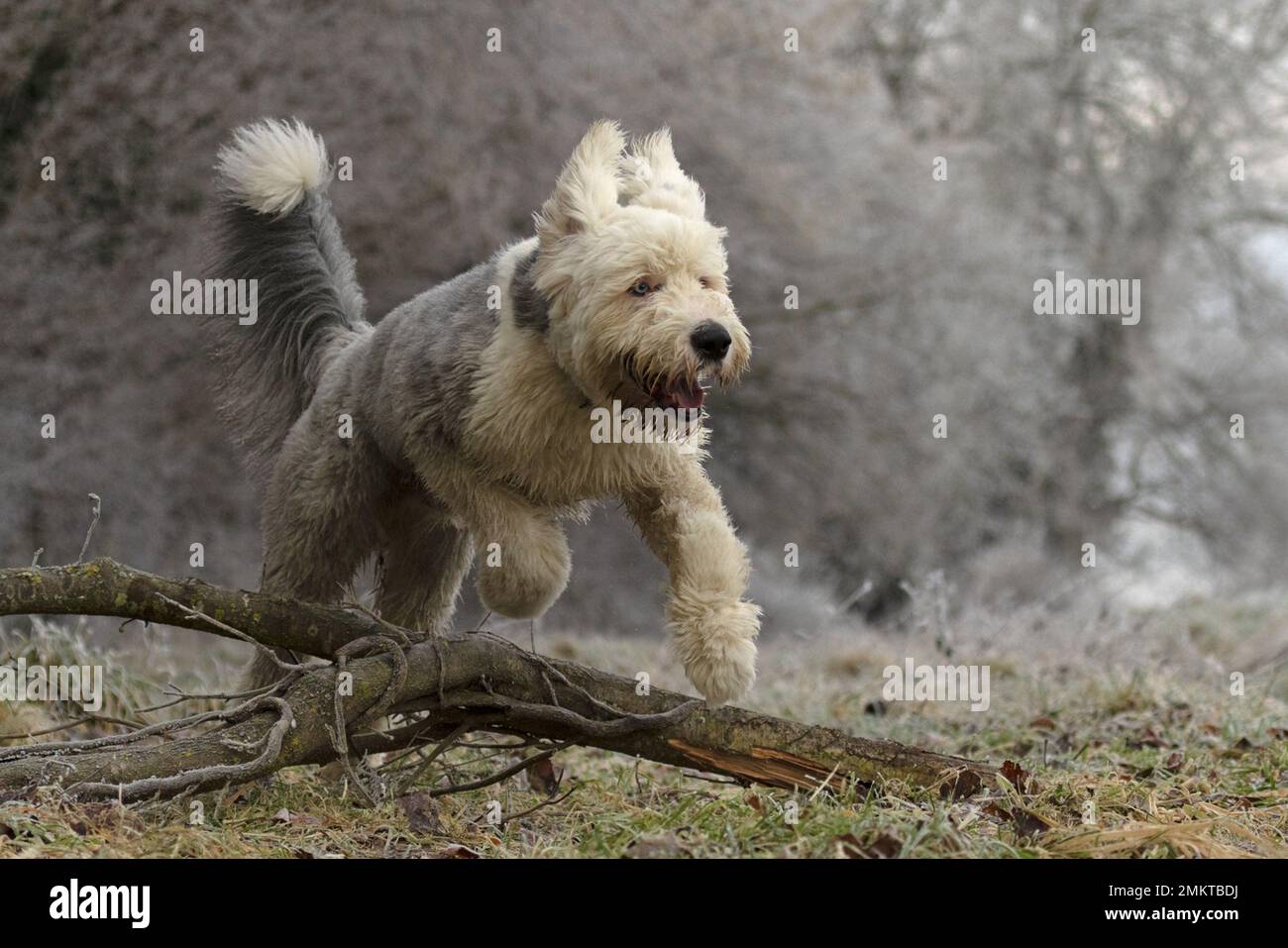 Old English Sheepdog jumping Stock Photo - Alamy