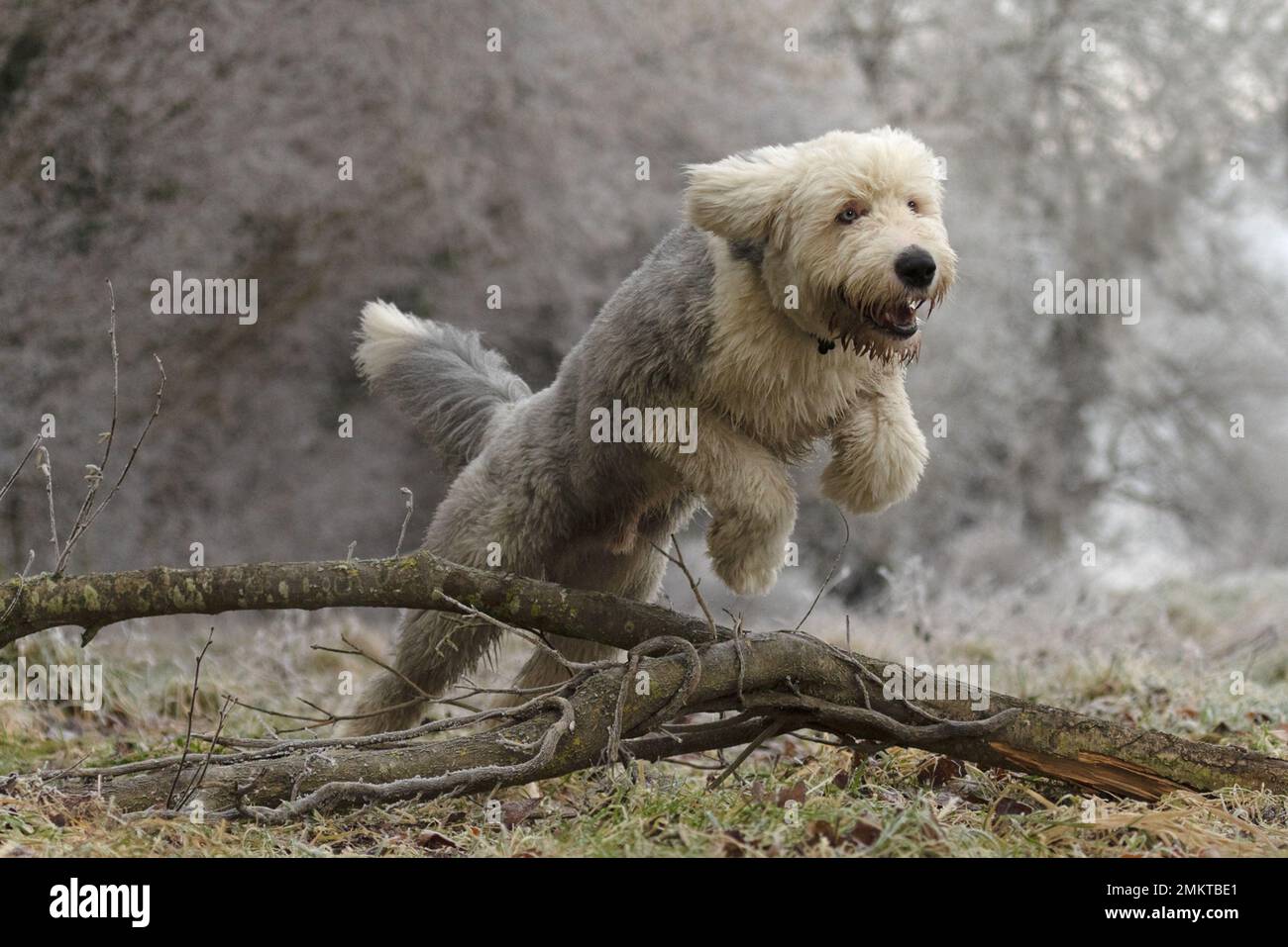 Old English Sheepdog jumping Stock Photo - Alamy