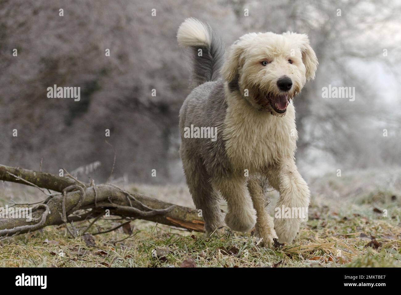 Old English Sheepdog Stock Photo - Alamy