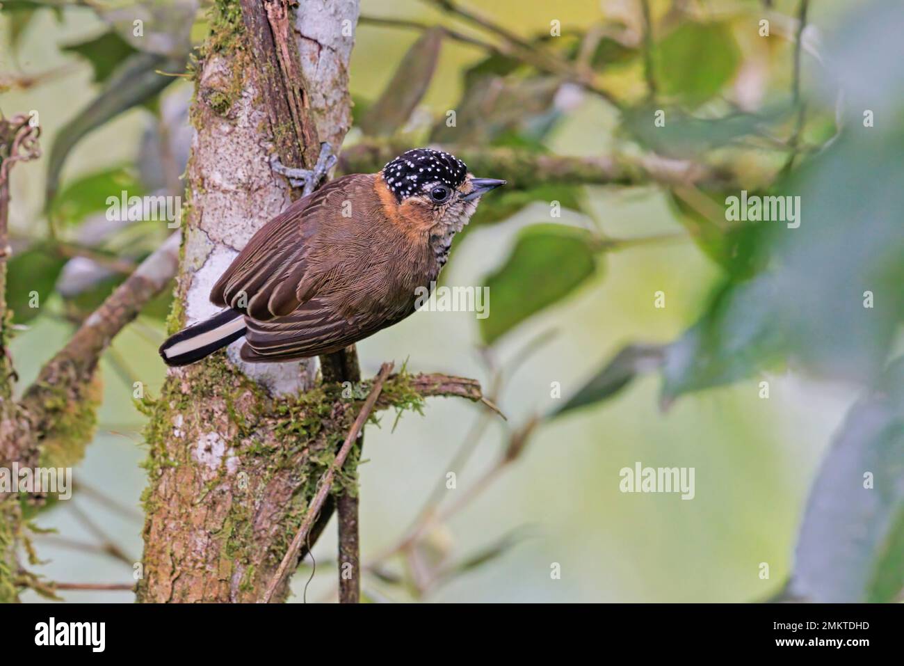 Ochre-collared Piculet, Trilha dos Tucanos, SP, Brazil, August 2022 ...