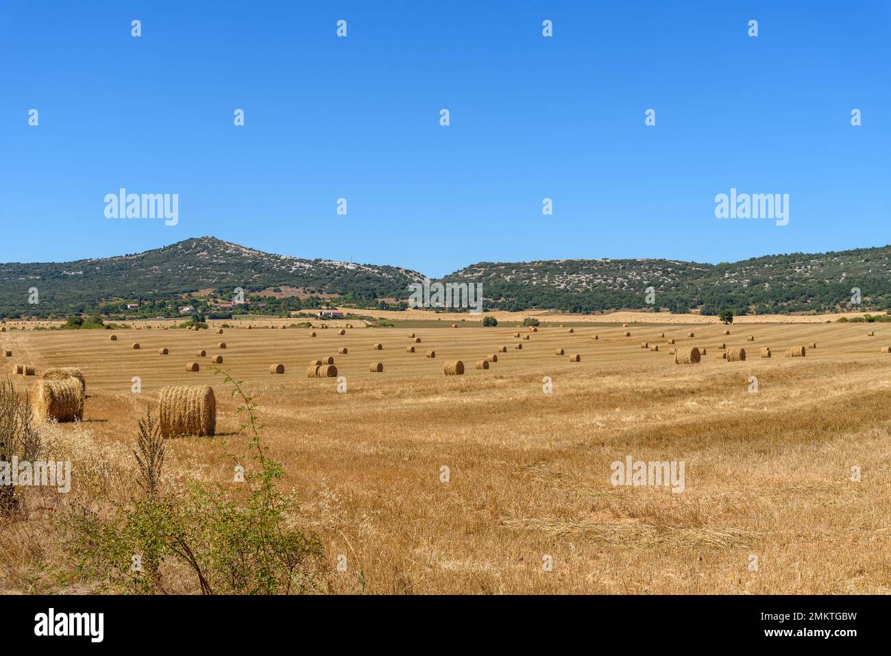 Rolls Of Hayes. Harvesting the hay fields. Haystack in the meadow ...
