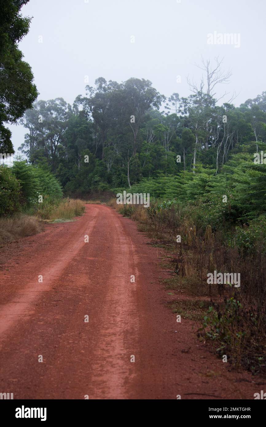 Forestry road at Roger's ParkYarraman State Forest Australia Stock ...