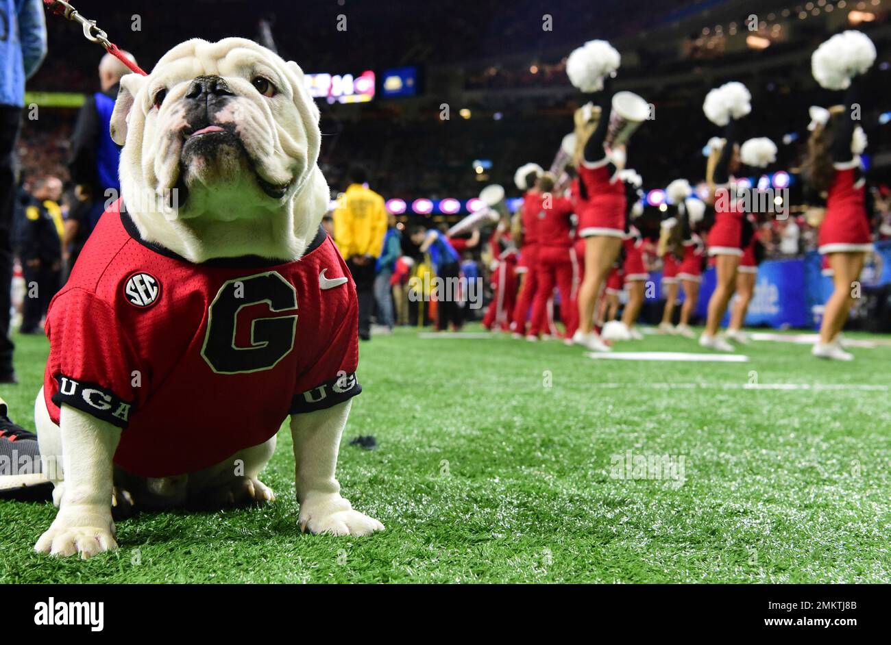 IMAGE DISTRIBUTED FOR ALLSTATE - Uga the bulldog cheers on the ...