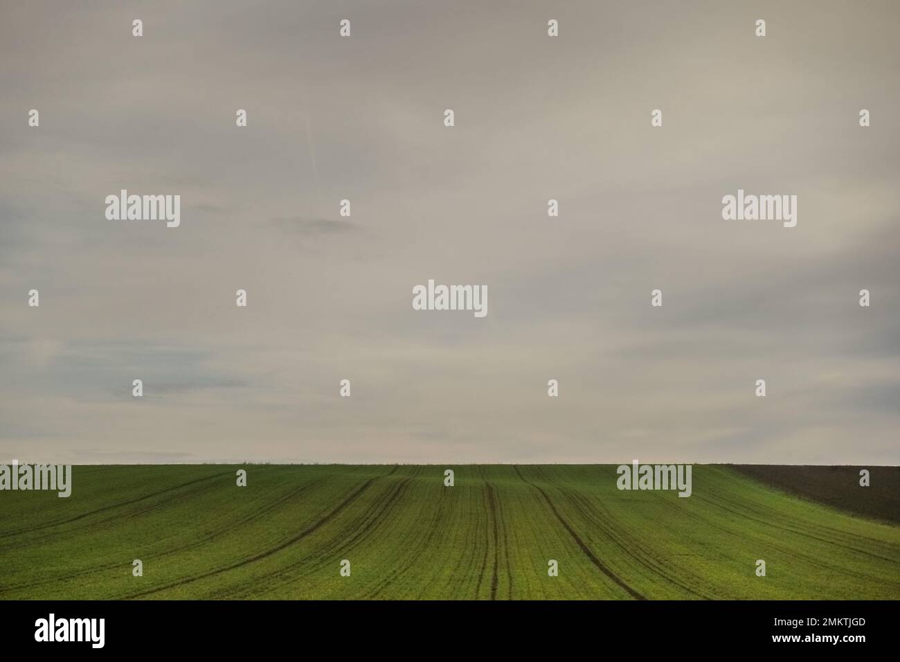 dark green field with dense gray sky in the winter Stock Photo - Alamy