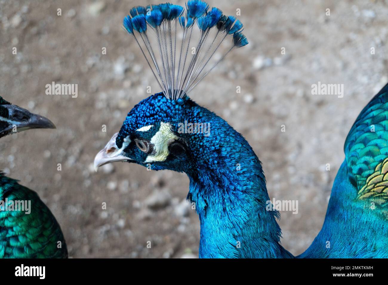 peacock in a cage inside the zoo landscape Stock Photo - Alamy