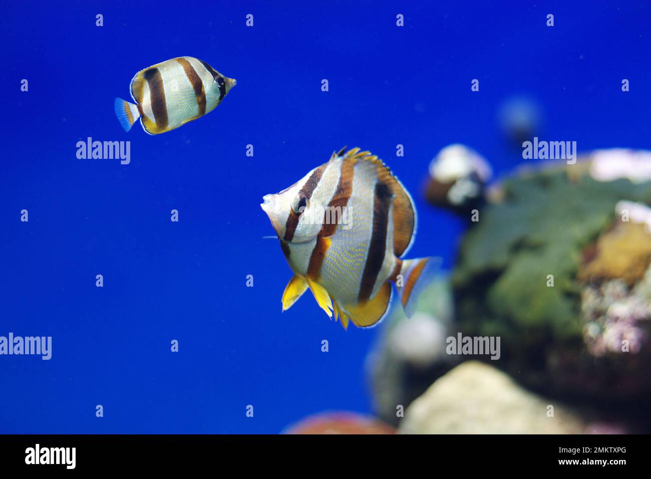 South African Butterflyfish, Doublesash Butterflyfish Stock Photo - Alamy