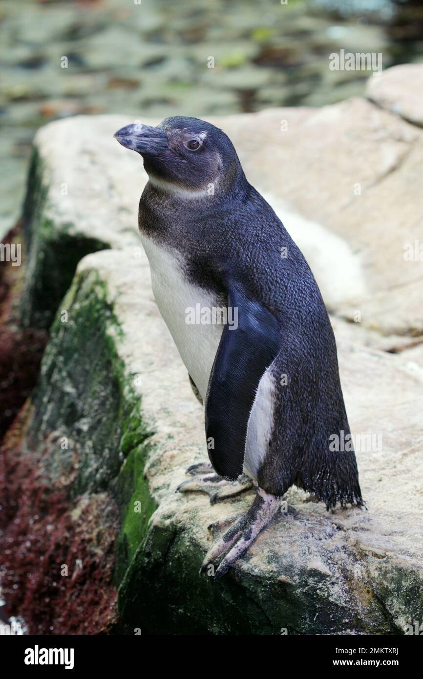 African Penguin, South Africa Stock Photo - Alamy
