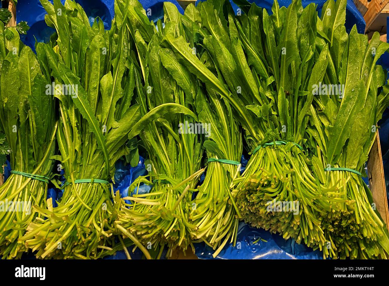 Young Catalogna, the most important Italian variety of large-leaf ...