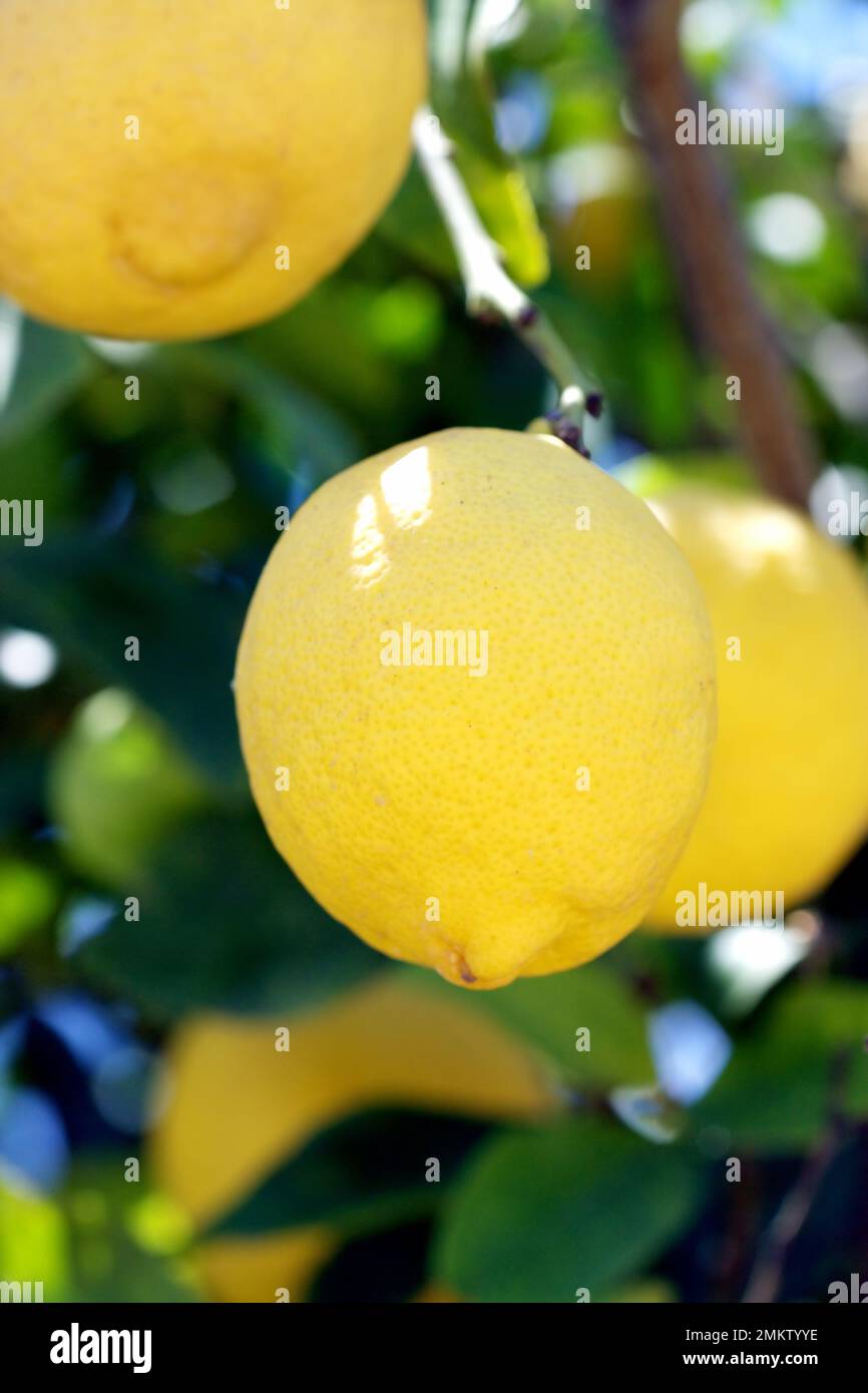 Lemons growing on lemon tree Stock Photo - Alamy