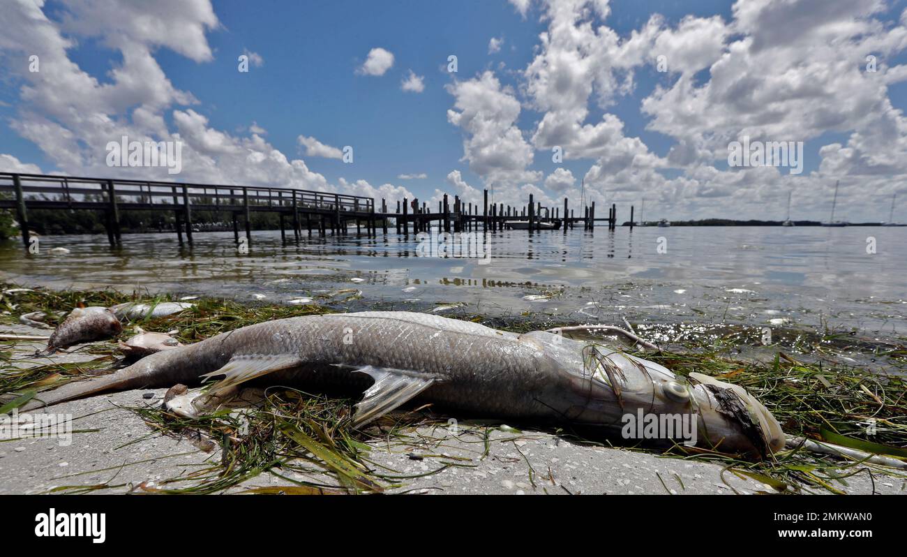 FILE- In this Aug. 6, 2018, file photo, a dead Snook lies along the ...