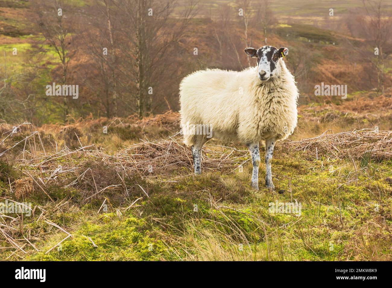 Swaledale mule ewe or female sheep in Winter, alert and stood in open ...