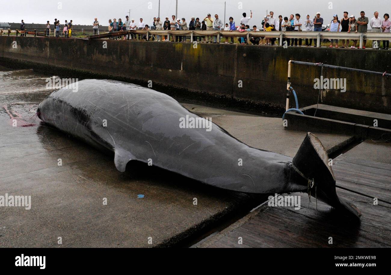 In this June 21, 2009, photo, a Baird's beaked whale, which was caught ...