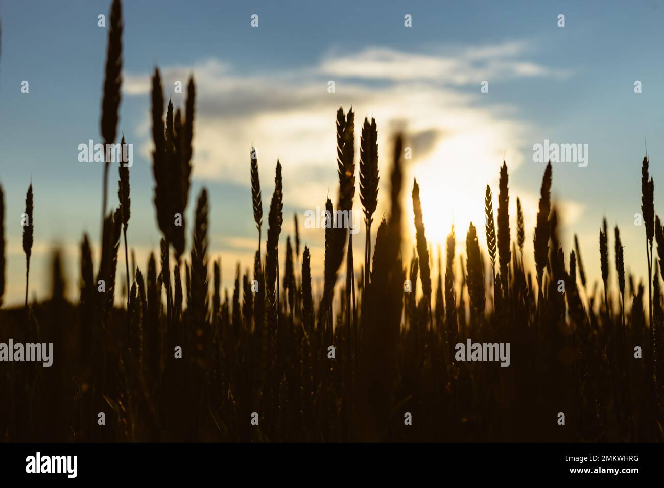 The concept of the world food crisis. Silhouettes of ears of wheat at ...