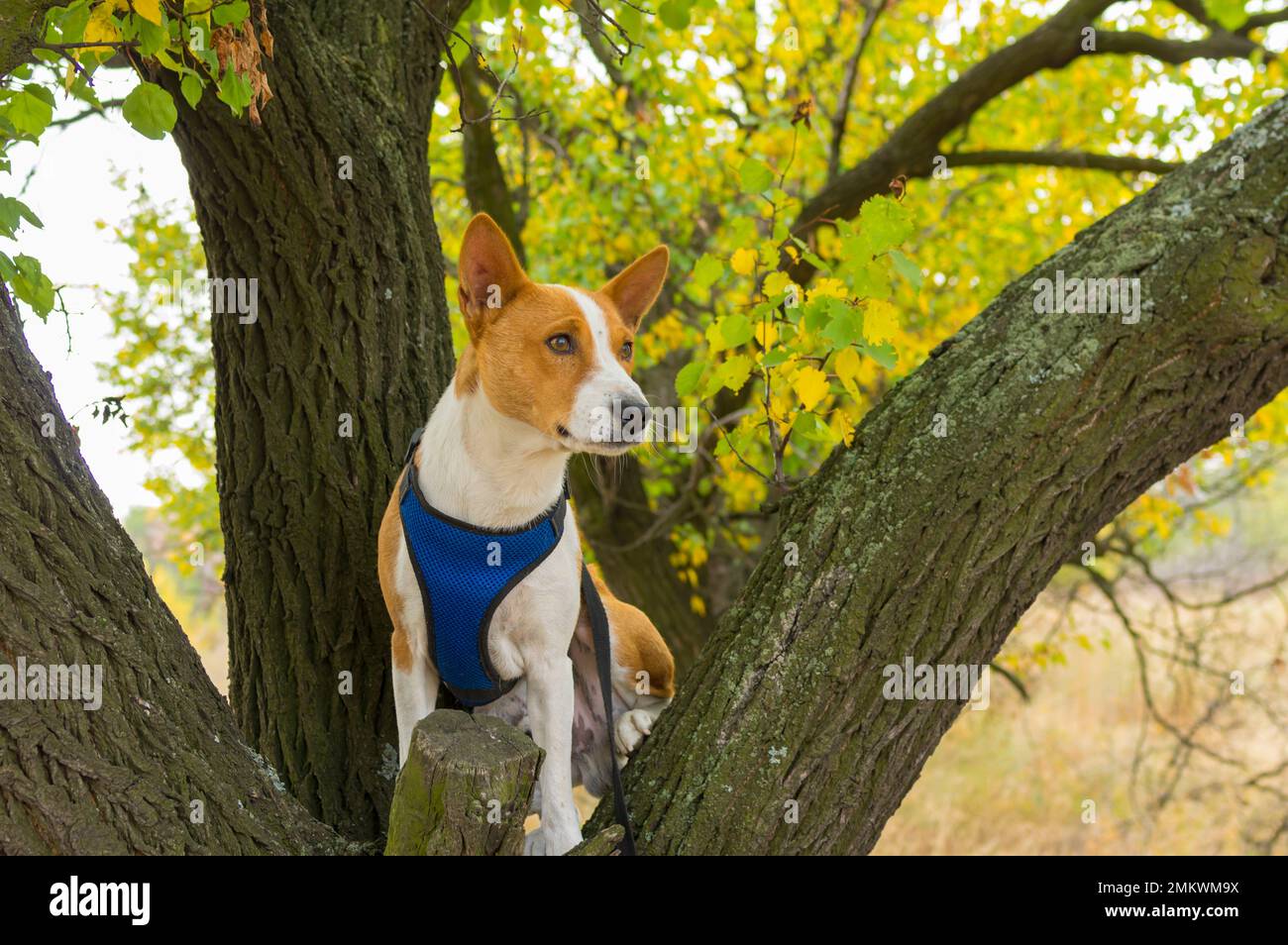 Portrait of mature basenji dog standing on wild pear tree branch and ...