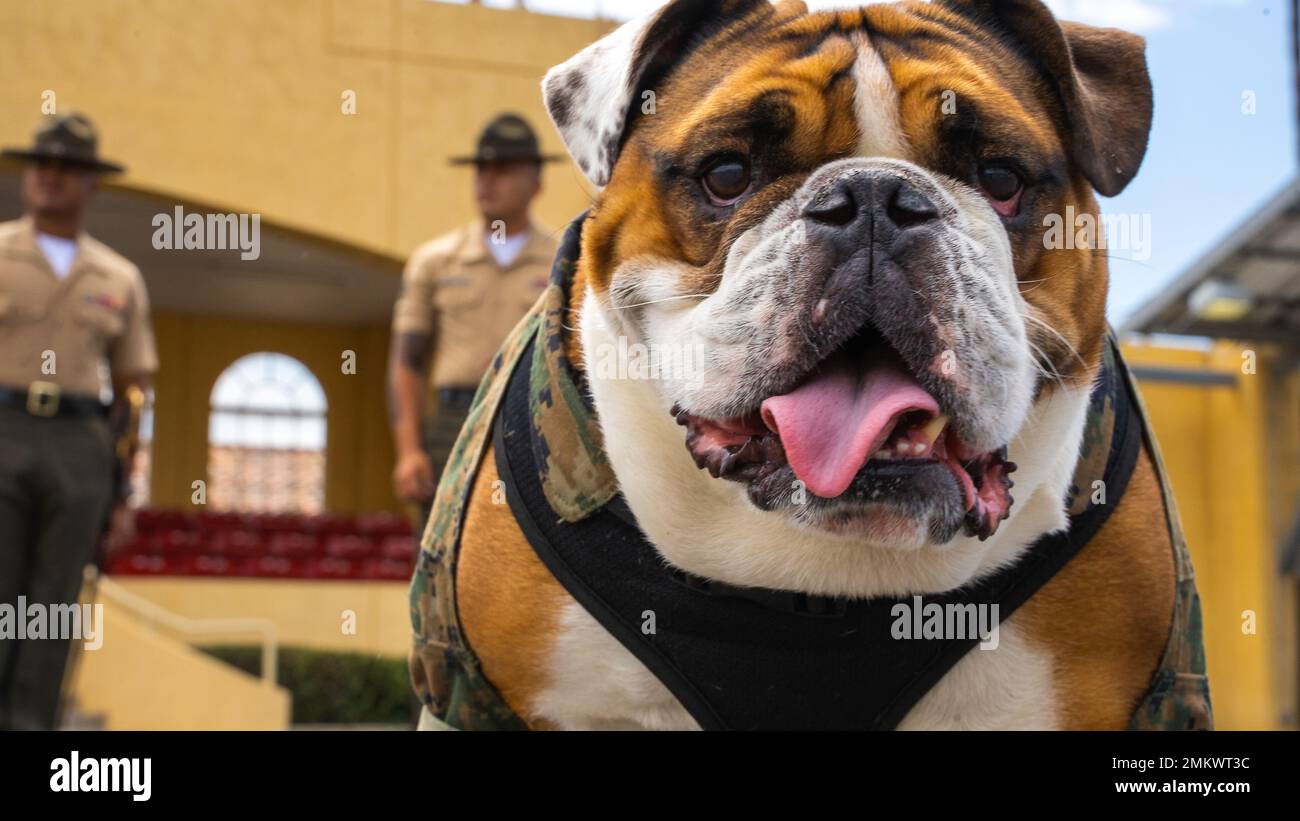 U.S Marine Corps Cpl. Manny, the mascot of Marine Corps Recruit Depot ...