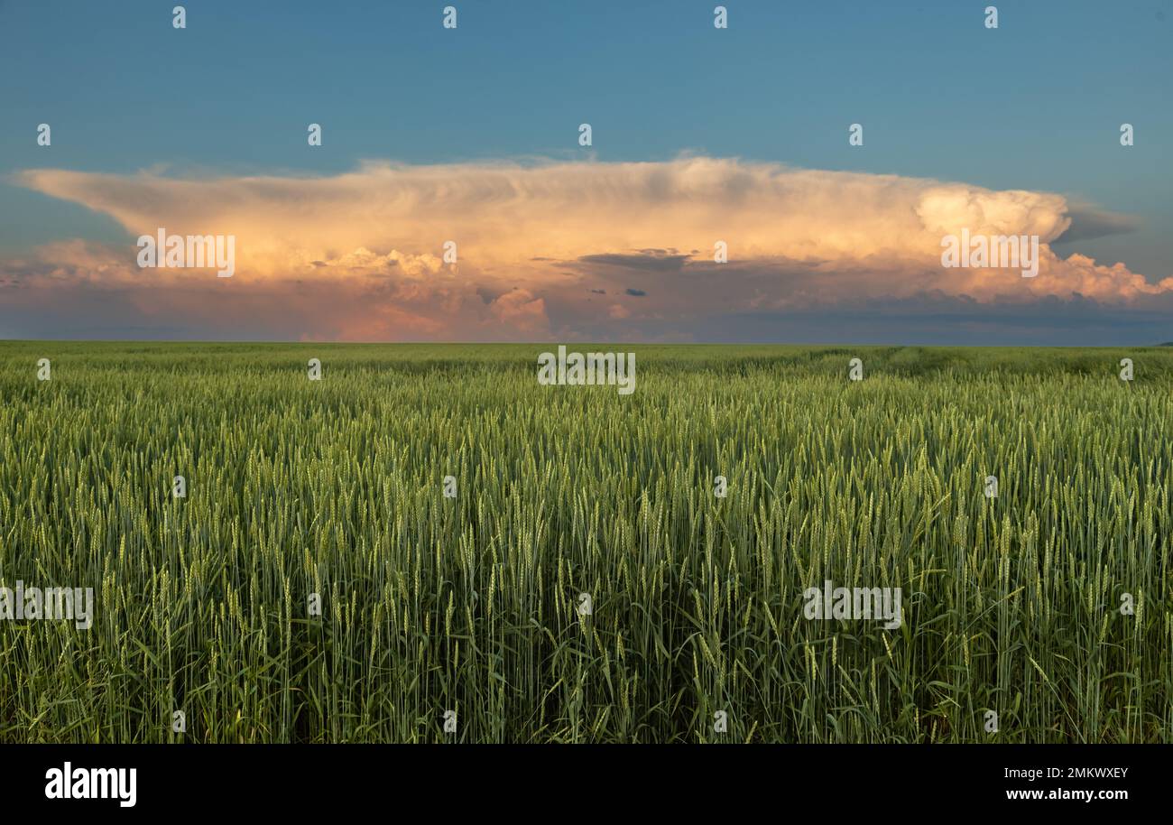 The grain problem hi-res stock photography and images - Alamy