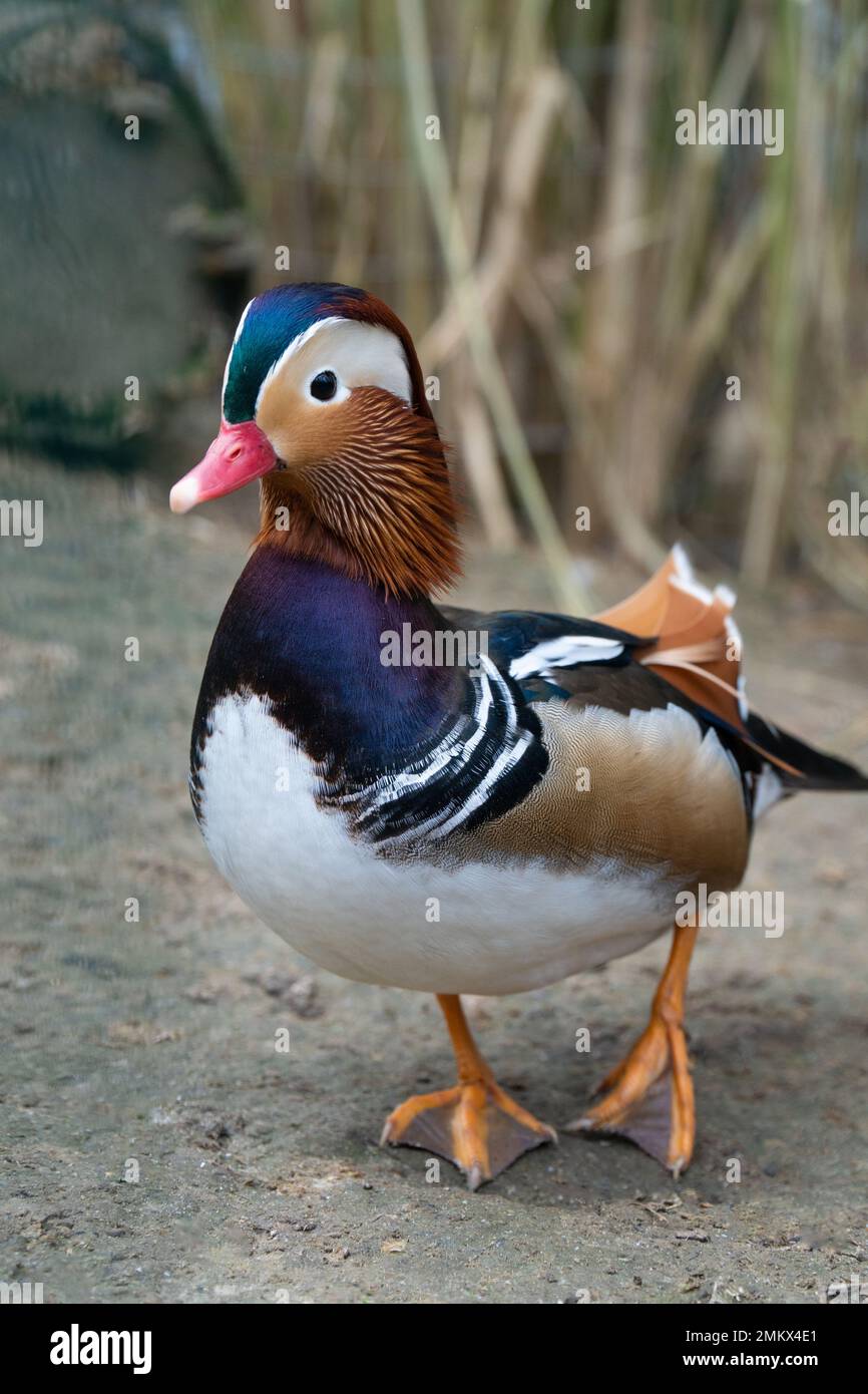 beautiful close up mandarin duck Stock Photo - Alamy