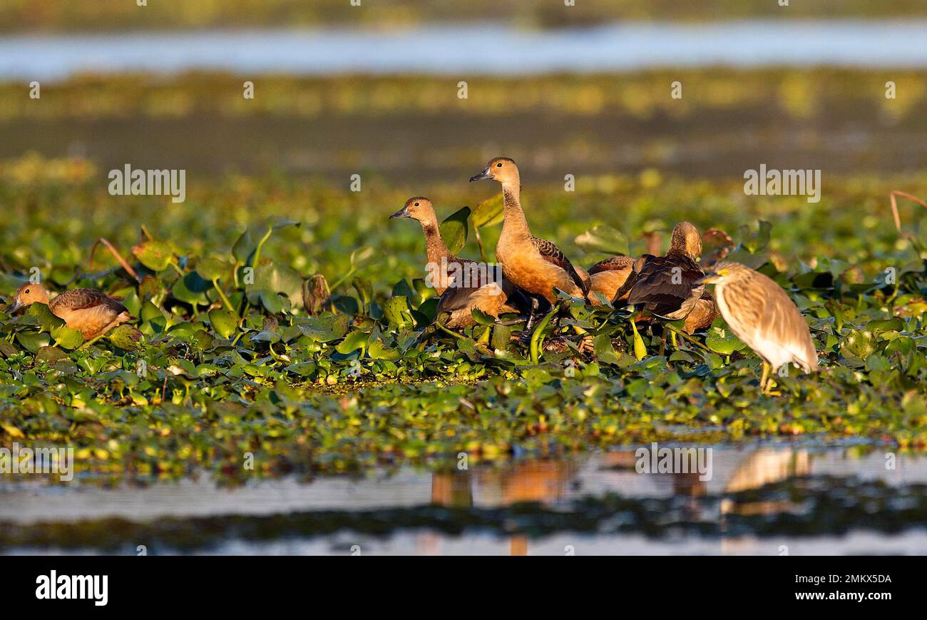 Migratory birds rest in a wetland in Pobitora wildlife sanctuary, on ...