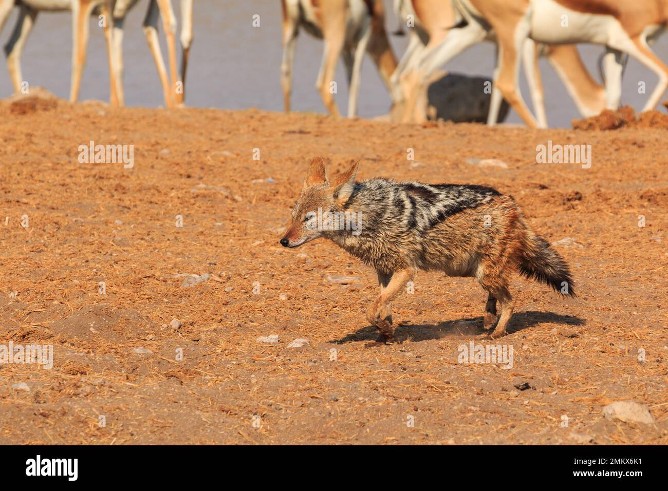 Jackal in natural habitat in Etosha National Park in Namibia. African ...