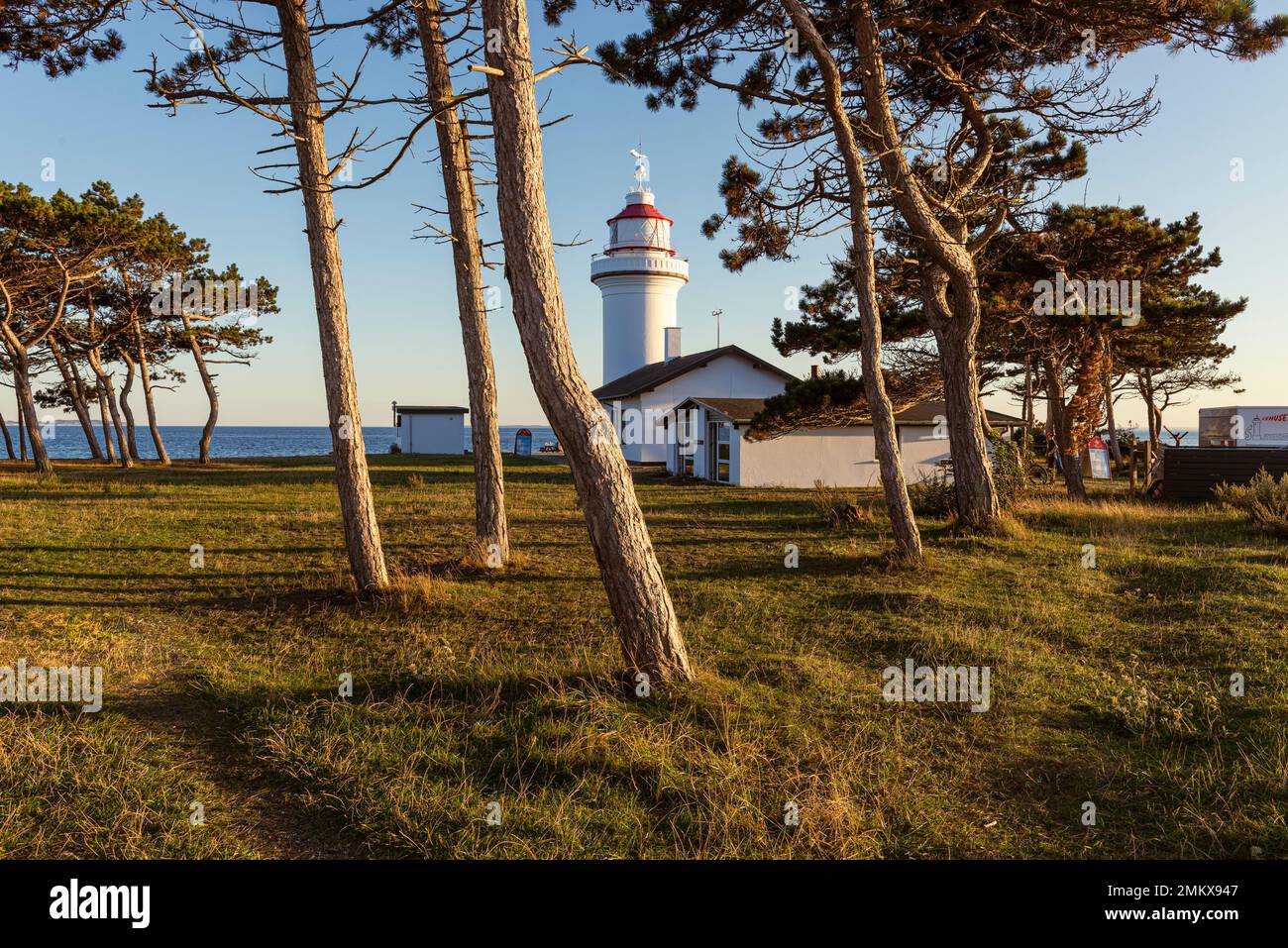 The lighthouse Sletterhage behind a pine tree grove in the golden light ...
