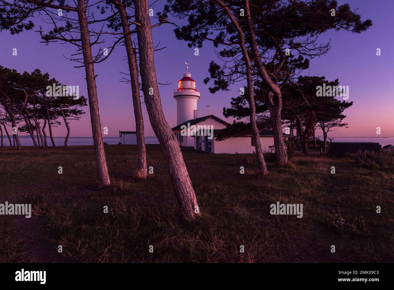 Sletterhage lighthouse behind pine trees in the purple twilight at dusk ...