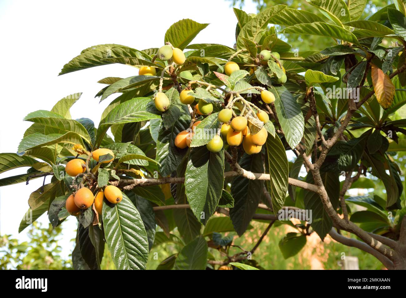 Bunch bunch together agriculture agricultural hi-res stock photography ...