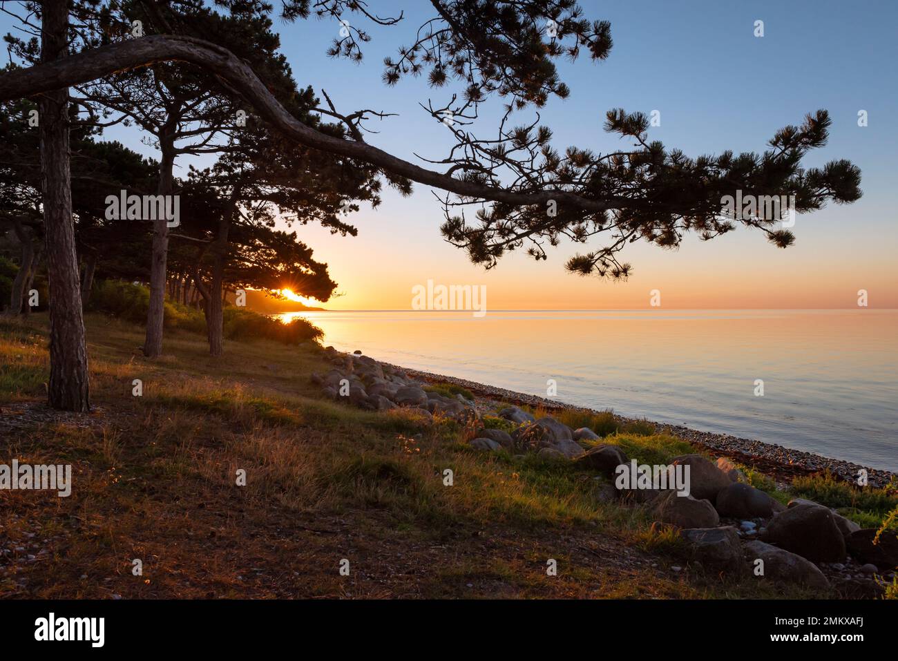 A branch of a pine tree rises above the sea with the sun at sunrise on ...