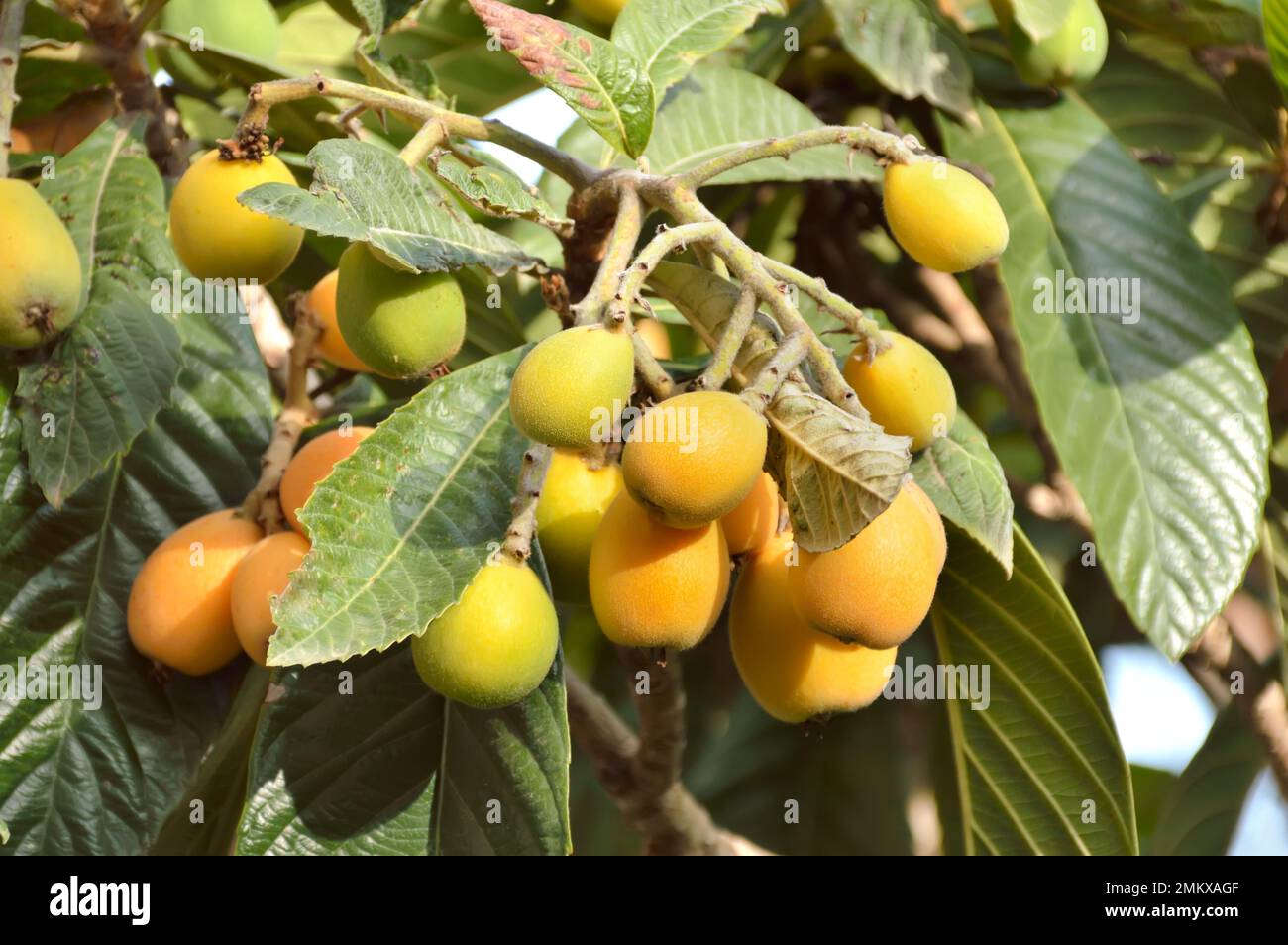 Bunch bunch together agriculture agricultural hi-res stock photography ...