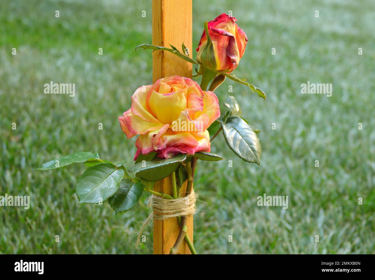 Rose tied to a stick in a garden as a reminder Stock Photo - Alamy