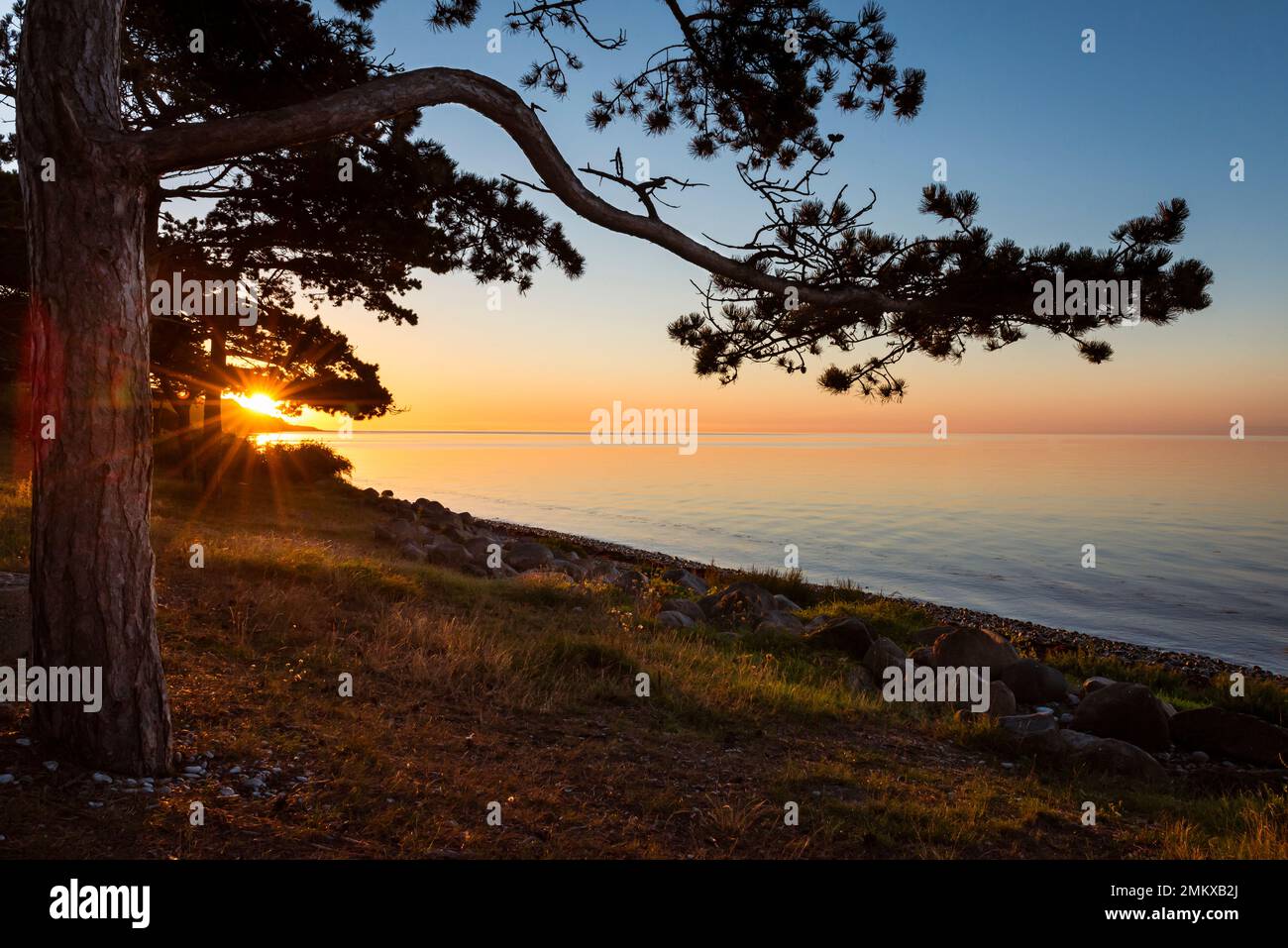 A branch of a pine tree rises above the sea with the sun at sunrise on ...