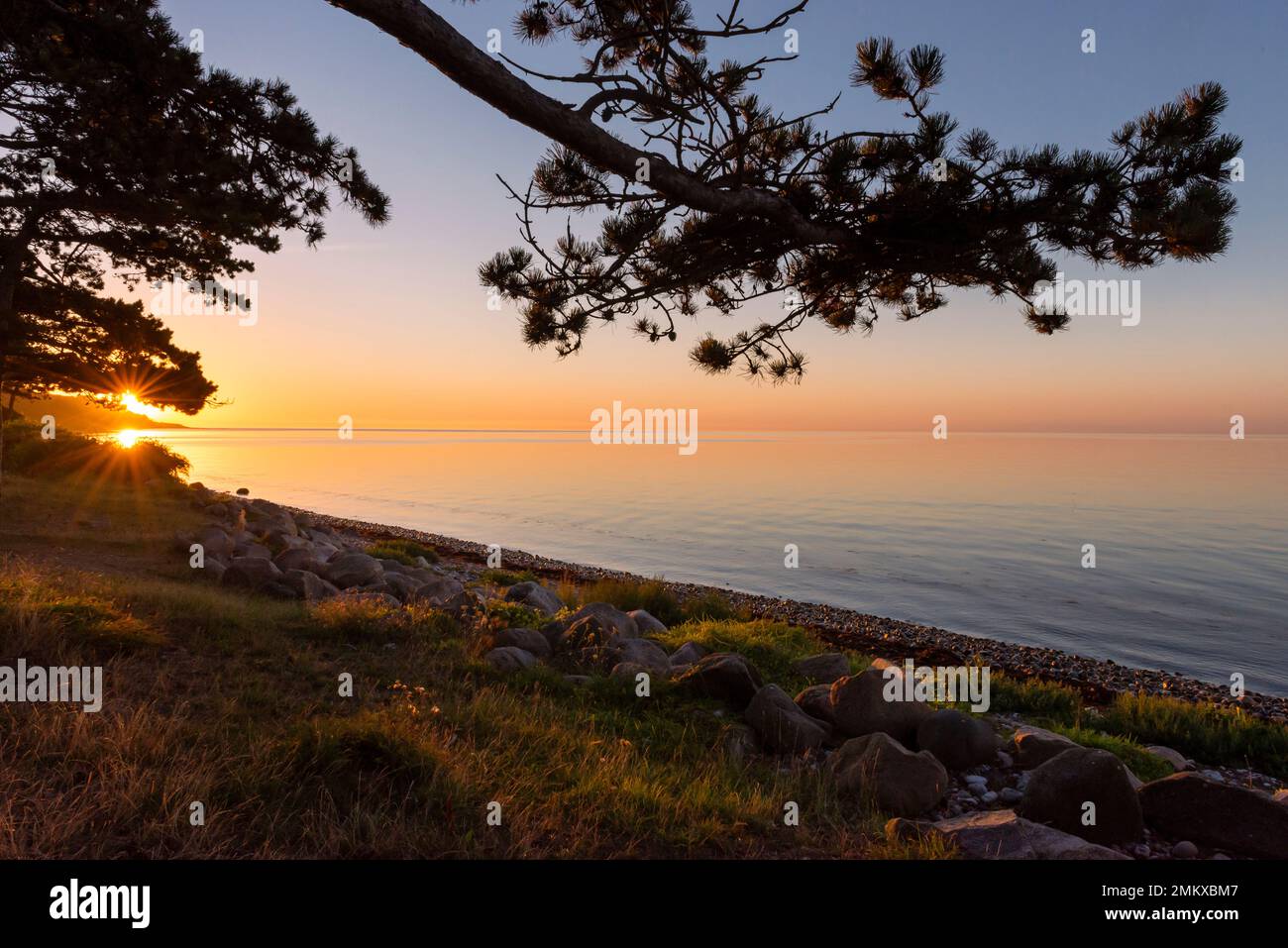 A branch of a pine tree rises above the sea with the sun at sunrise on ...