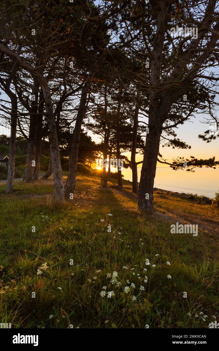 The sunrise shines through the pine grove on the shore of the Kattegat ...