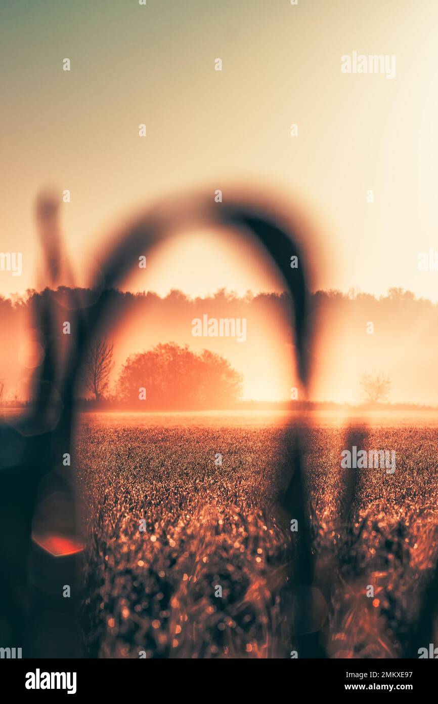 Red Dawn: A Foggy Landscape with a Tree Bathed in Sunrise Light Stock ...