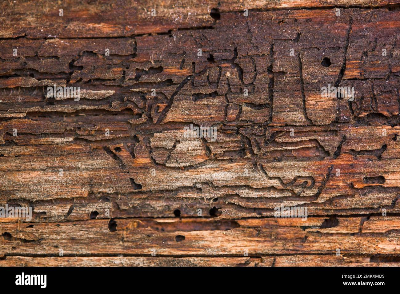 close-up texture of wood, damaged by termites Stock Photo - Alamy