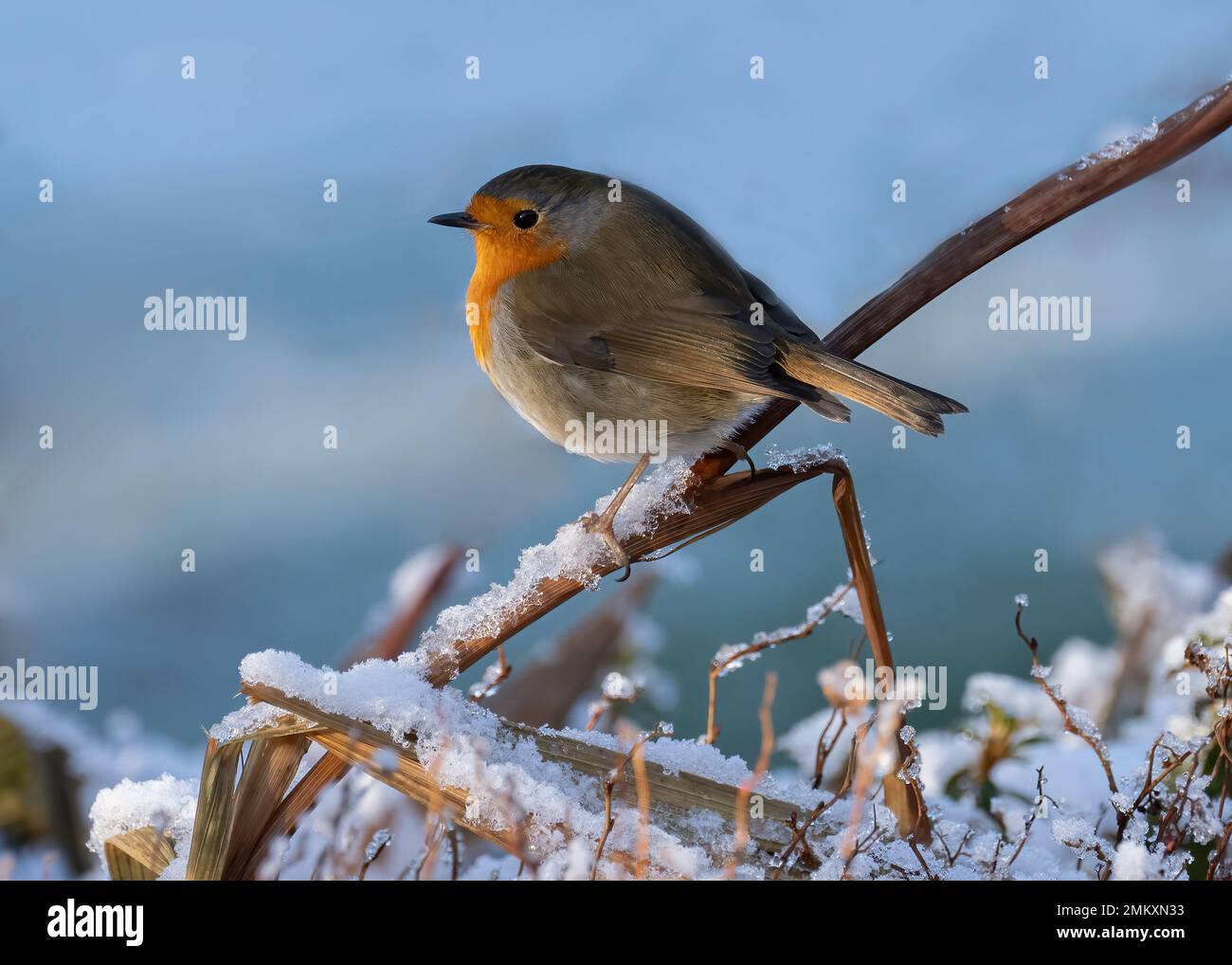 Robin (Erithacus rubecula), sitting on a frosty branch, in a rural ...