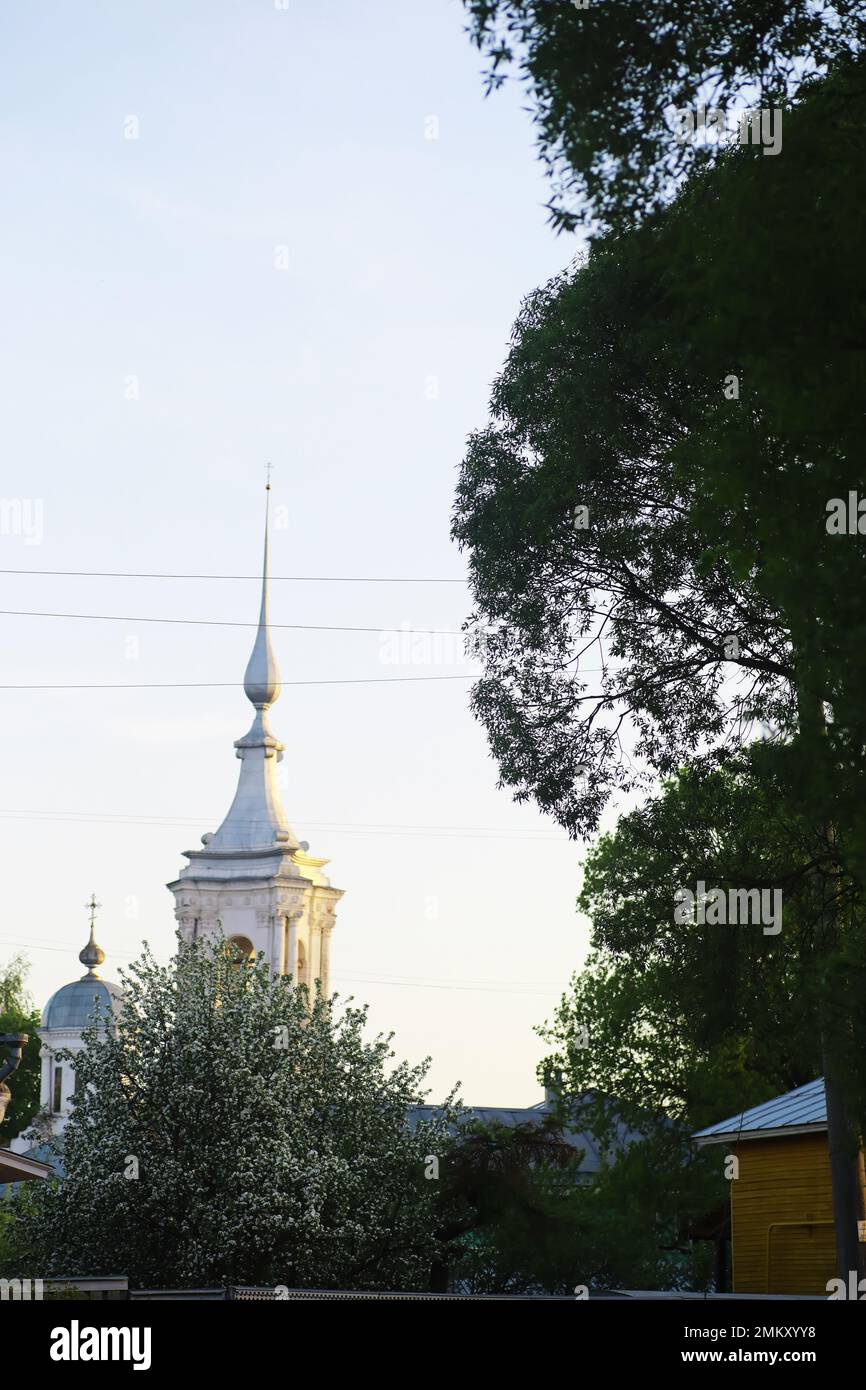 Spring nature background. Greenery trees and grasses on a sunny spring ...