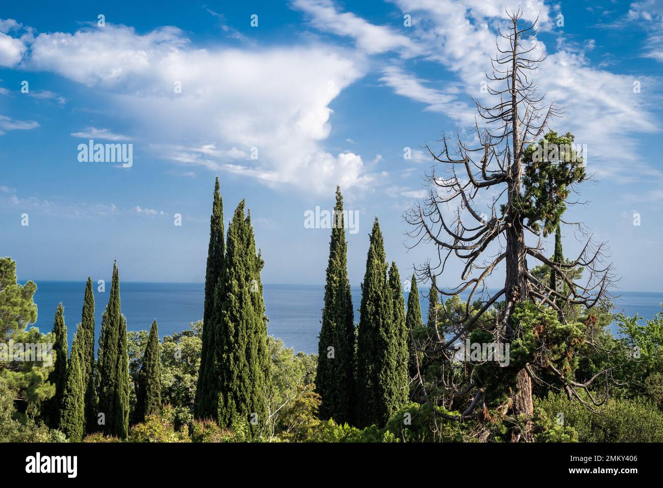 beautiful landscape photo of tall green trees on the sea beach Stock ...