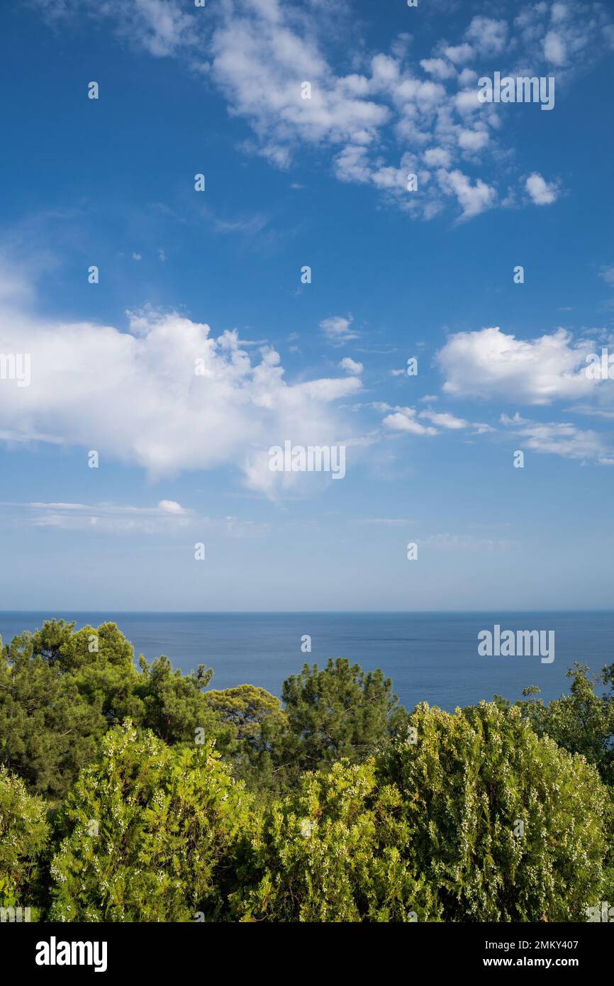 beautiful landscape photo of tall green trees on the sea beach Stock ...
