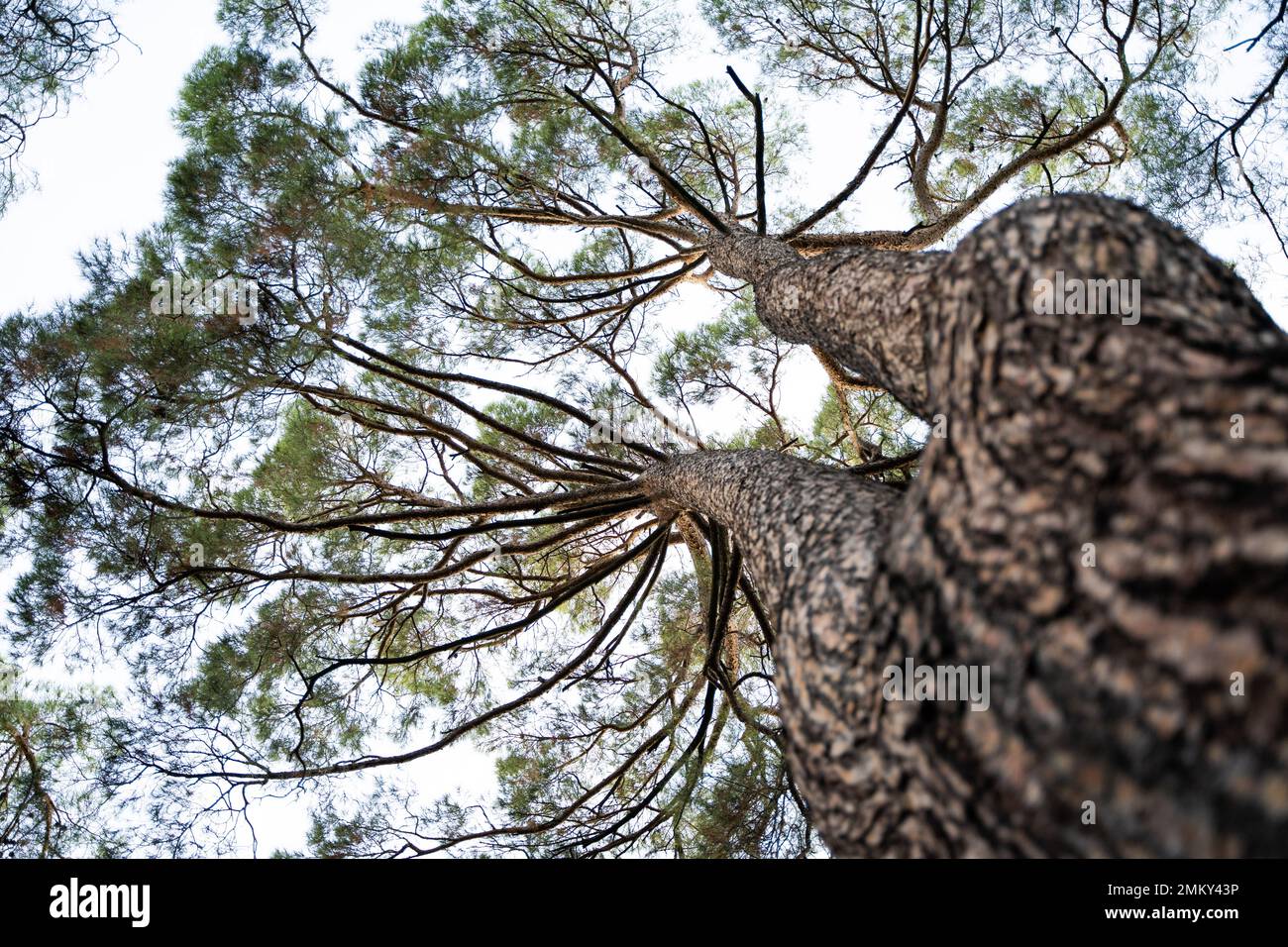 big trees in the forest Stock Photo - Alamy
