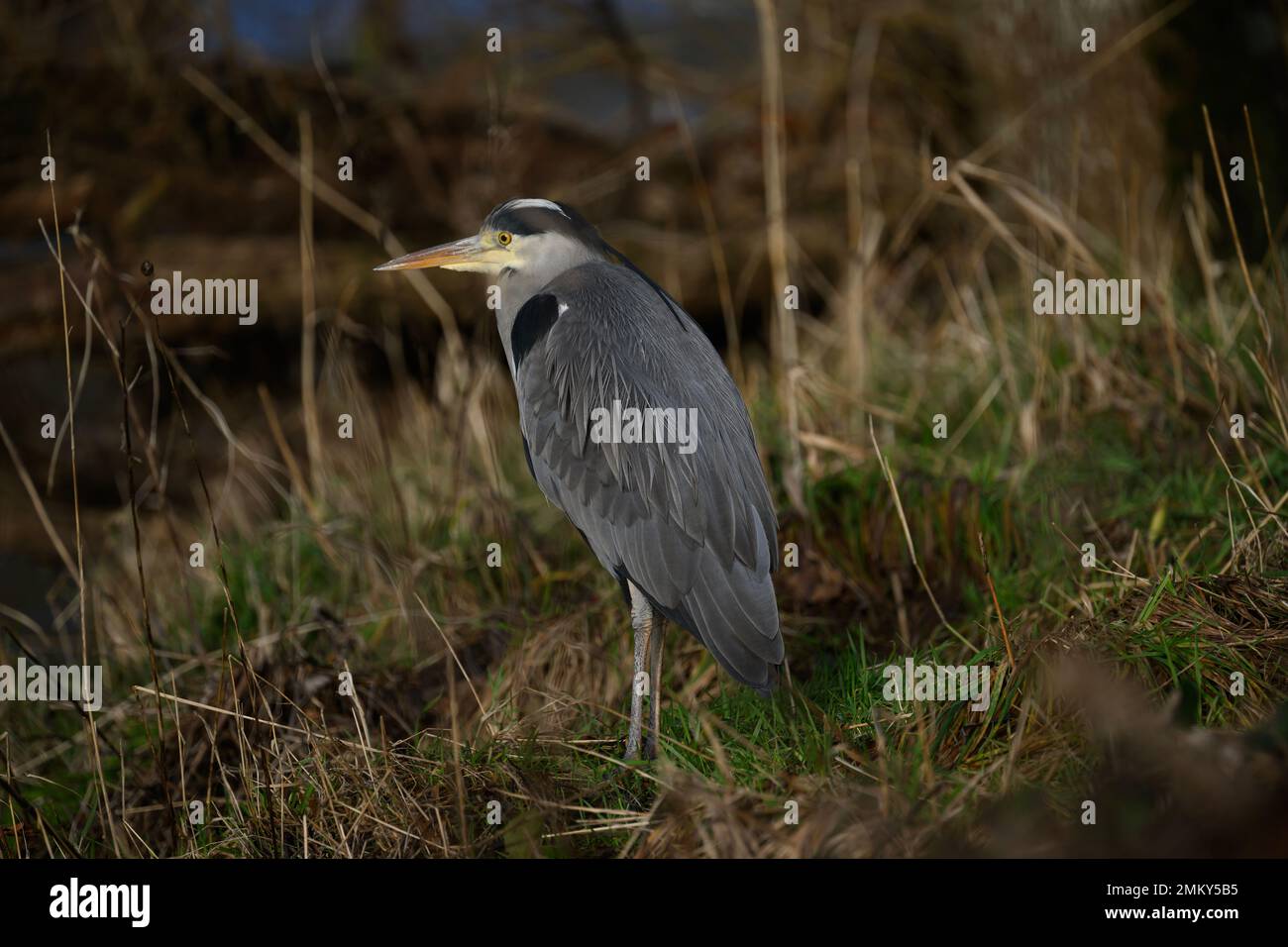 Heron grey (Ardea cinera) on the river Nith, Dumfries, SW Scotland ...