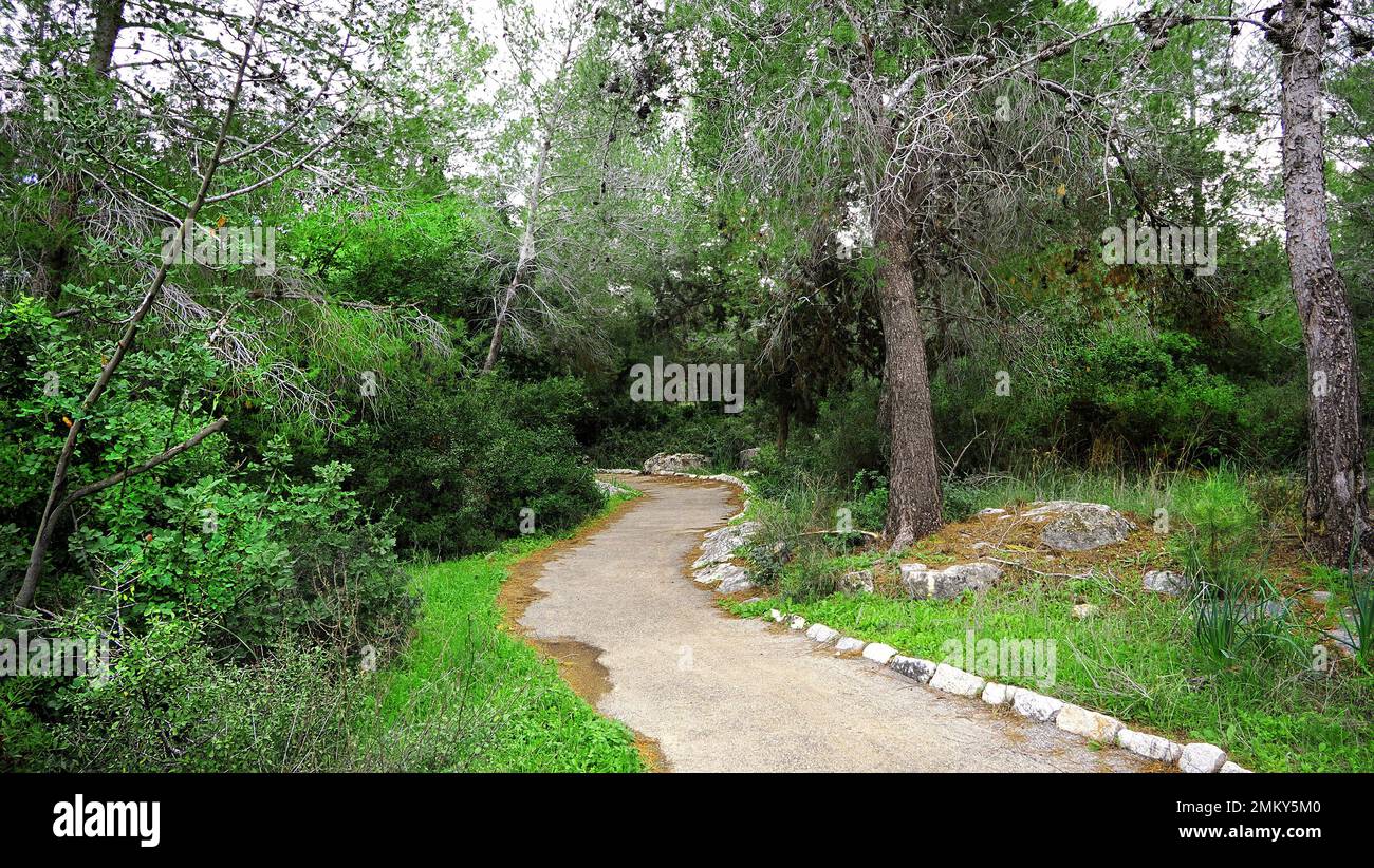 Walking promenade in the Israeli forest Haruvit Stock Photo - Alamy