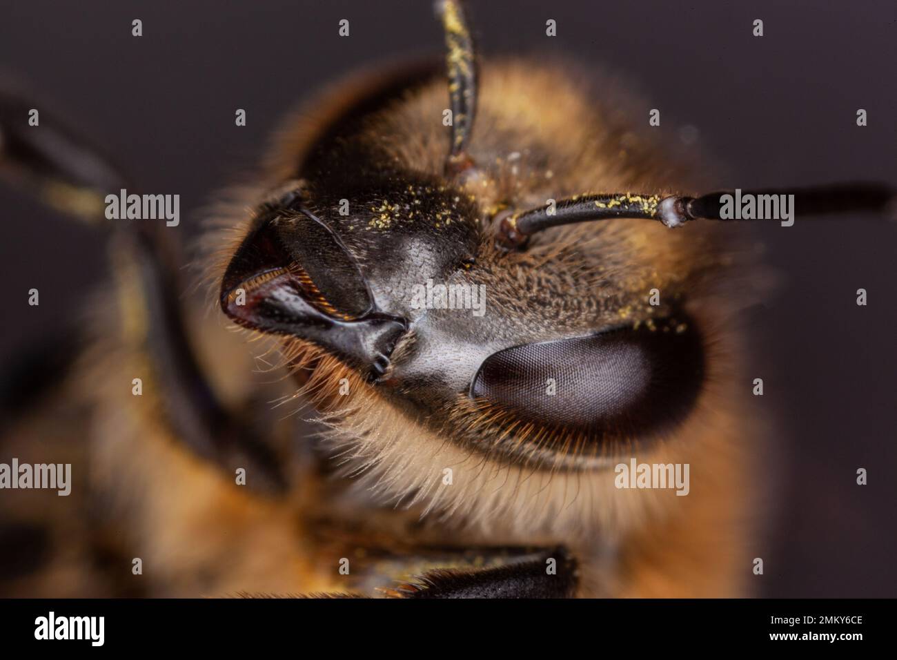 Bumble bee extreme close up hi-res stock photography and images - Alamy