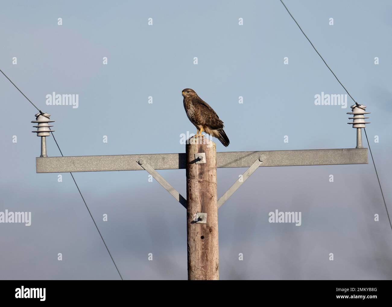 Buzzard (Buteo buteo) sitting on electricity pole, Dumfries, SW ...